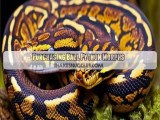 Ball Python Morphs Stunning Genetic Varieties Top Breeds Explained