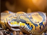 Ball Python Breeding Program Essential Guide For Success