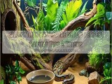 Ball Python Enclosure Setup Perfect Habitat Tips Tricks