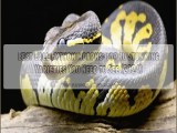 Best Ball Python Morphs Top 10 Stunning Varieties You Need To See 2024