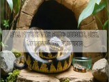 Ball Python Care Guide Housing Diet Lifespan Top Products