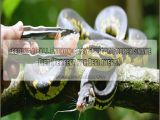 Feeding A Ball Python Easy Guide To Proper Snake Diet Perfect For