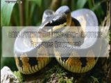 Ball Python Morph Guide 50 Stunning Colors Patterns Revealed 2025
