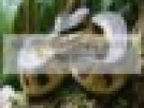Ball Python Morphs Jaw Dropping Genetics Revealed