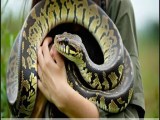 Burmese Python Care Sheet Secrets Of Massive Snake Success