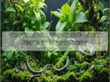 Ball Python Bioactive Setup Guide 7 Expert Secrets For A Thriving Habitat