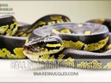 Ball Python Morph Identification Guide 50 Types You Need To Know Now