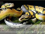 Ball Python Morph Identification Guide 50 Types You Need To Know Now