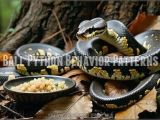 Ball Python Feeding Strike Reasons 8 Causes Quick Solutions