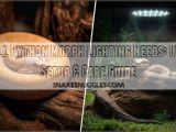 Ball Python Morph Lighting Needs Uvb Setup Care Guide