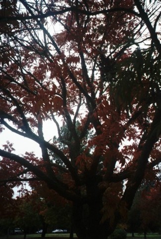 Fall Trees at Stanford | snarfed.org