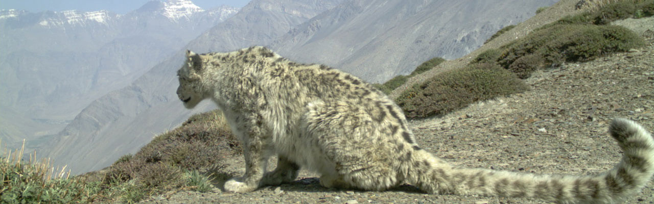 conservation-programs-hero - Snow Leopard Trust