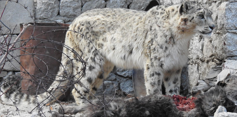 Livestock Insurance - Snow Leopard Trust