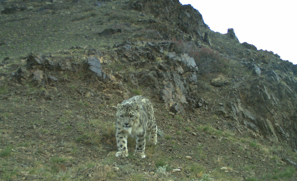 Back in the Shadows: Collared Snow Leopard Tsetsen Goes Offline - Snow ...
