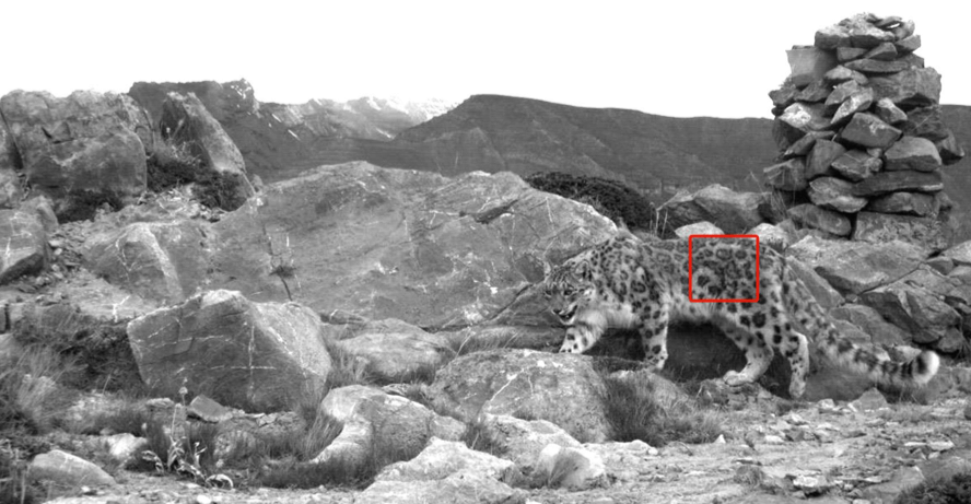 The Ultimate Spot the Snow Leopard Challenge - Snow Leopard Trust