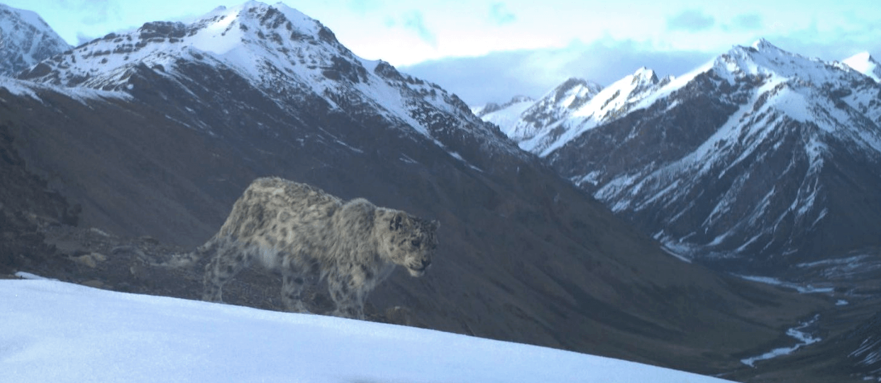 Celebrate International Snow Leopard Day With Us - Snow Leopard Trust