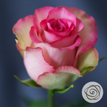 Maggi (Roses) - So^Bella Flowers