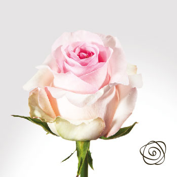 Nena (Roses) - So^Bella Flowers