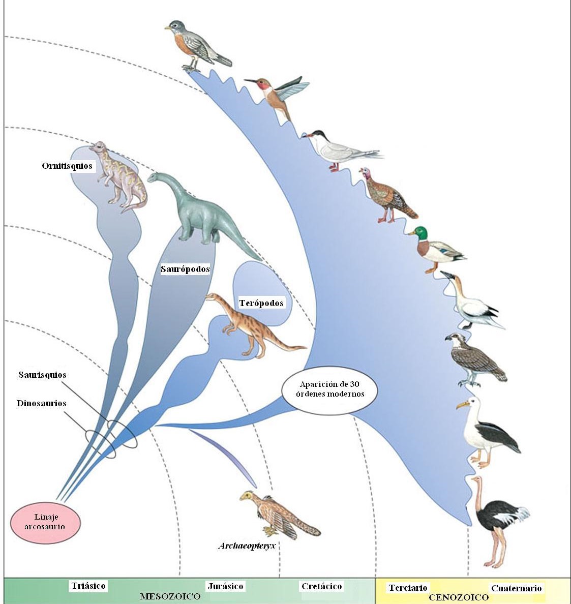 EL CENOZOICO – BIOLOGÍA y GEOLOGÍA