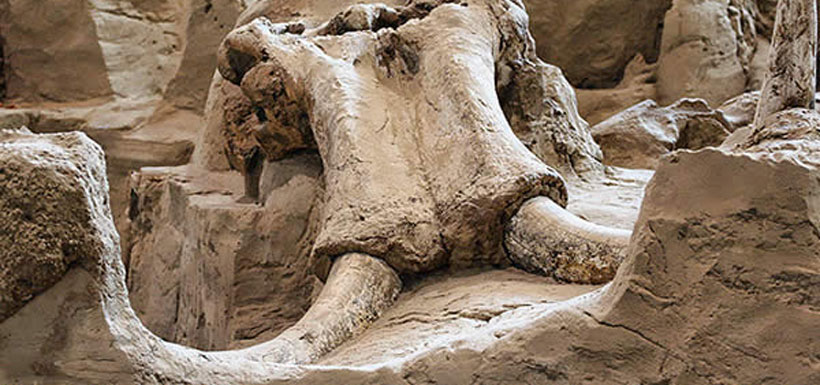 EL CENOZOICO – BIOLOGÍA y GEOLOGÍA