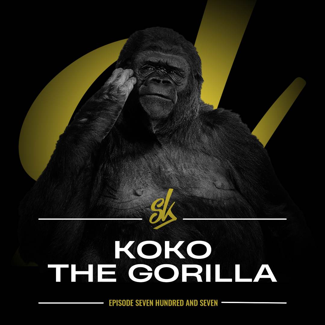 Episode 707: Koko: World's Smartest Gorilla? - Sofa King Podcast