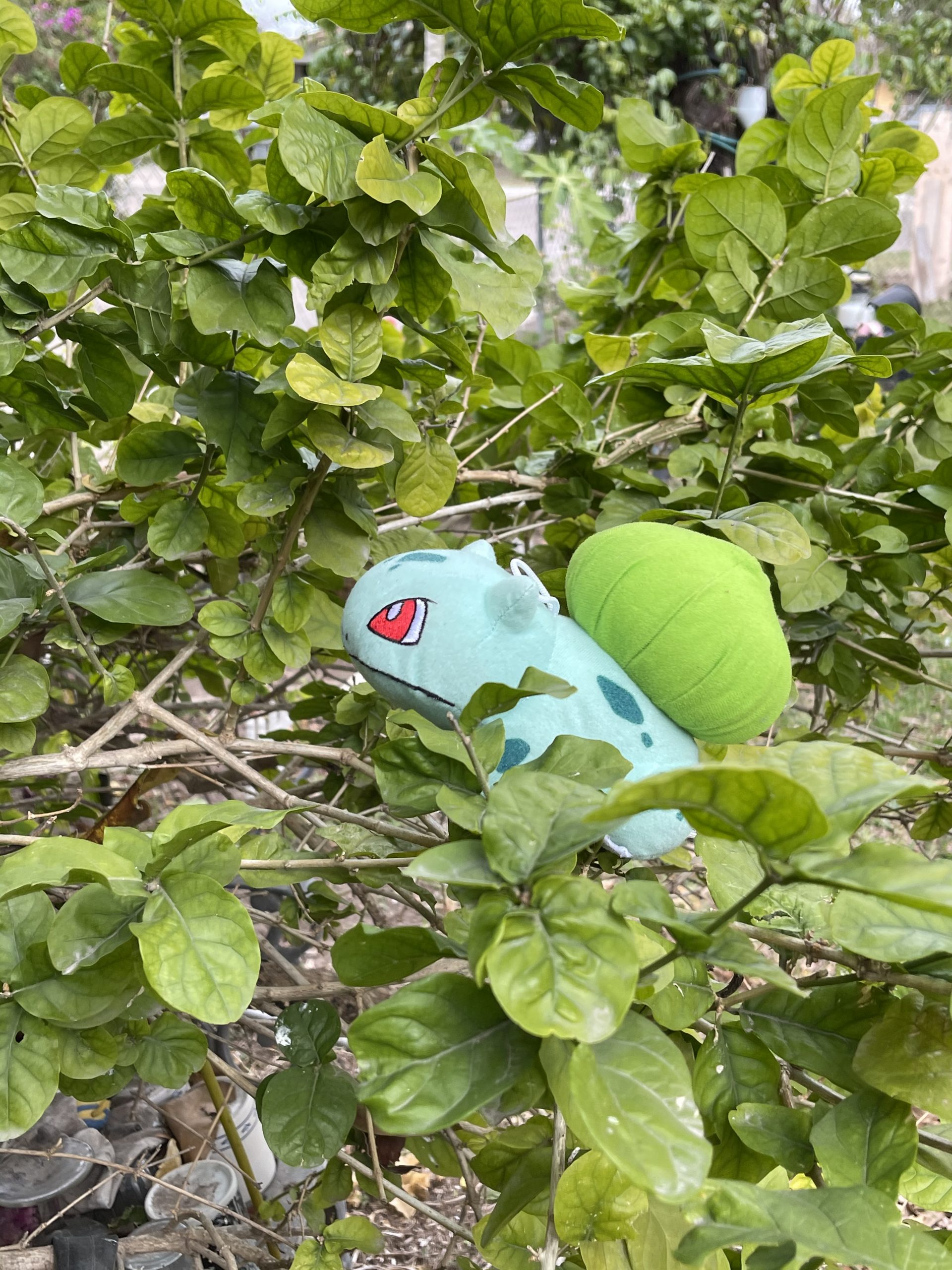 Embracing the outside with Bulbas. – Sol Meztli