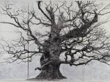 How Trees Secretly Talk To Each Other Something Curated