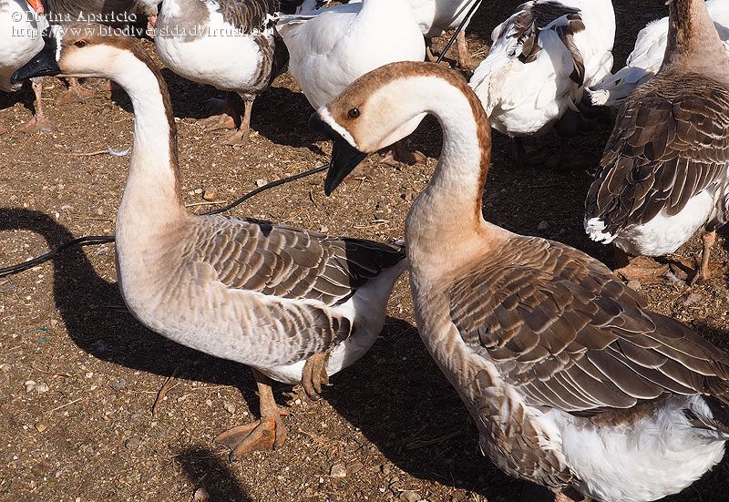 Ocas chinas, que comen, como criarlas, curiosidades y más