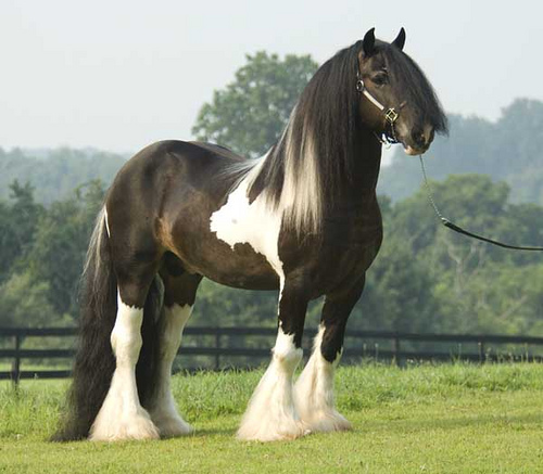 Caballo Gypsy Vanner - Todo sobre el caballo Gybsy vanner