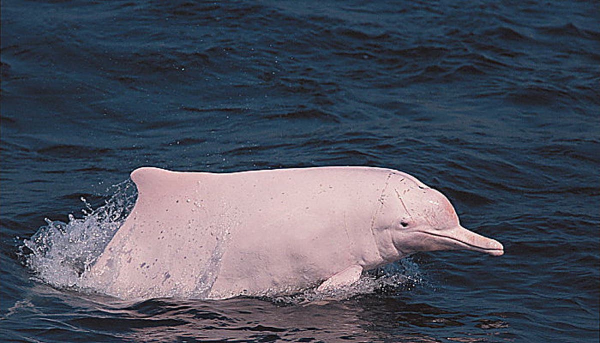 El delfín rosado - Historia, características, alimentación y reproducción