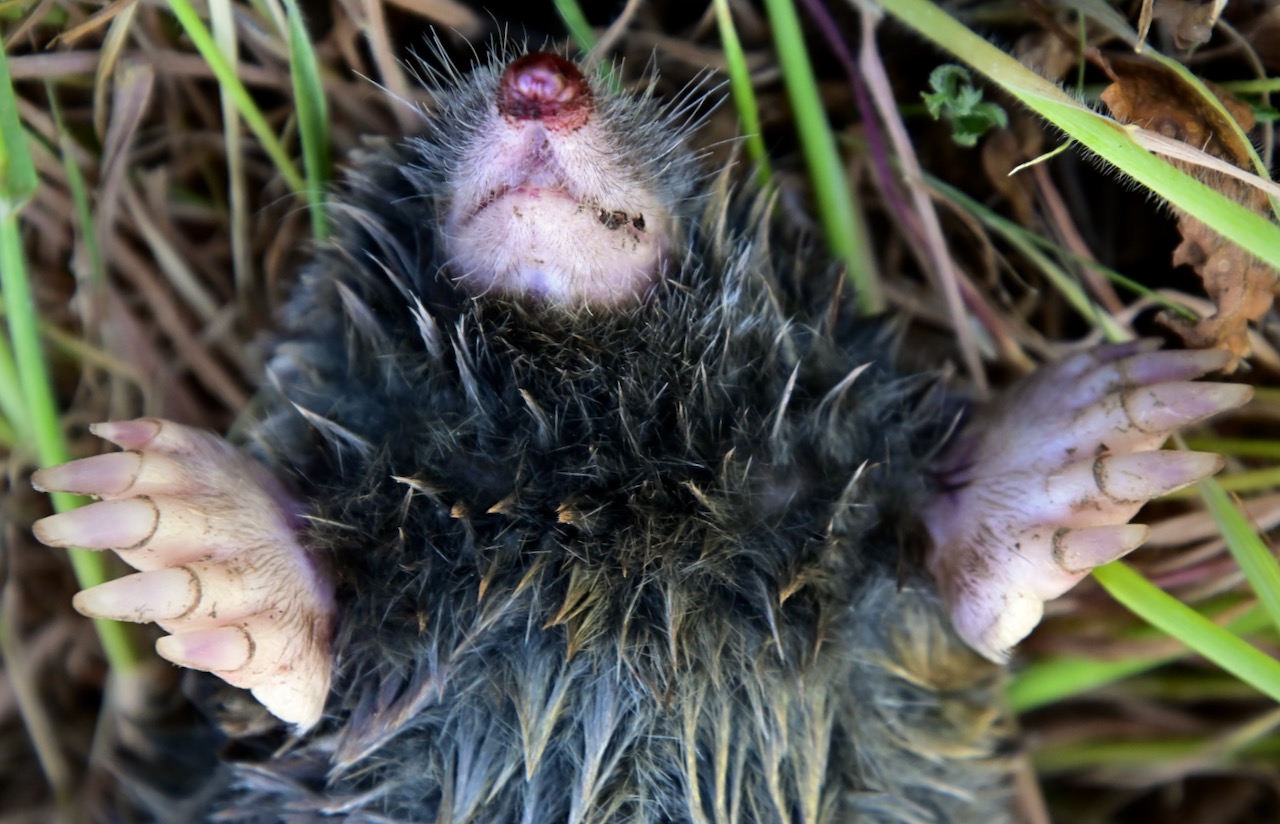Broad-footed Mole – Sonoma Mountain Ecology Notes