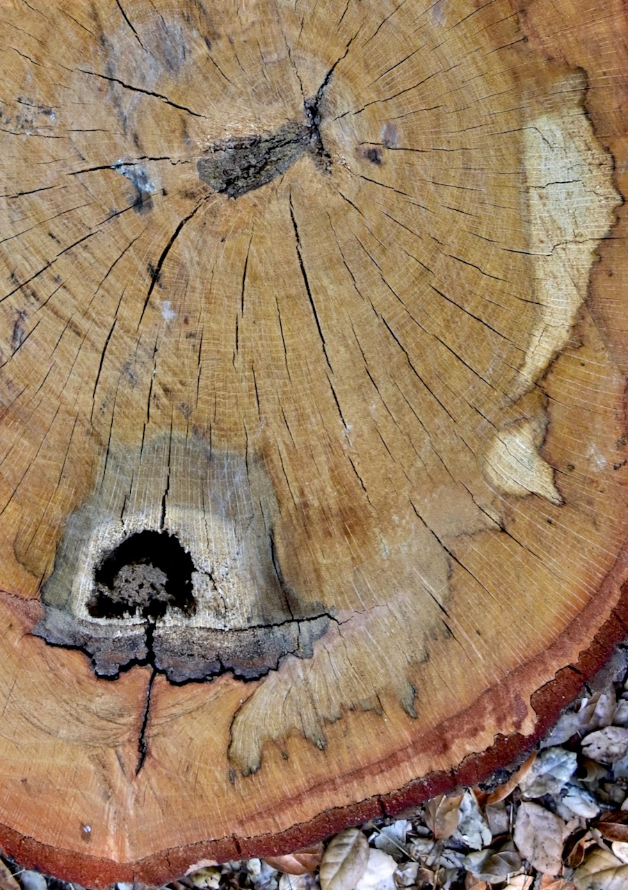 Bark Pockets – Sonoma Mountain Ecology Notes