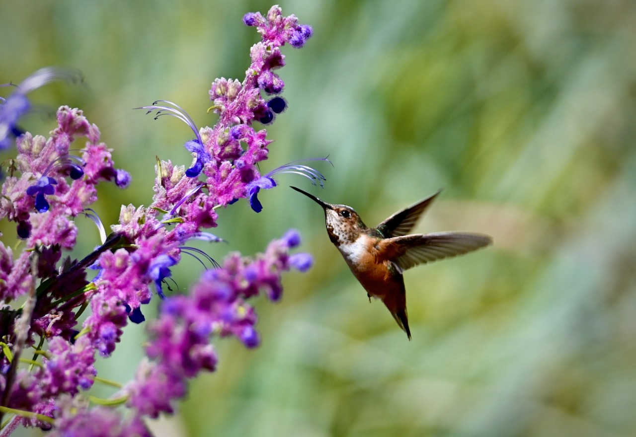 Female Allen’s Hummingbird – Sonoma Mountain Ecology Notes