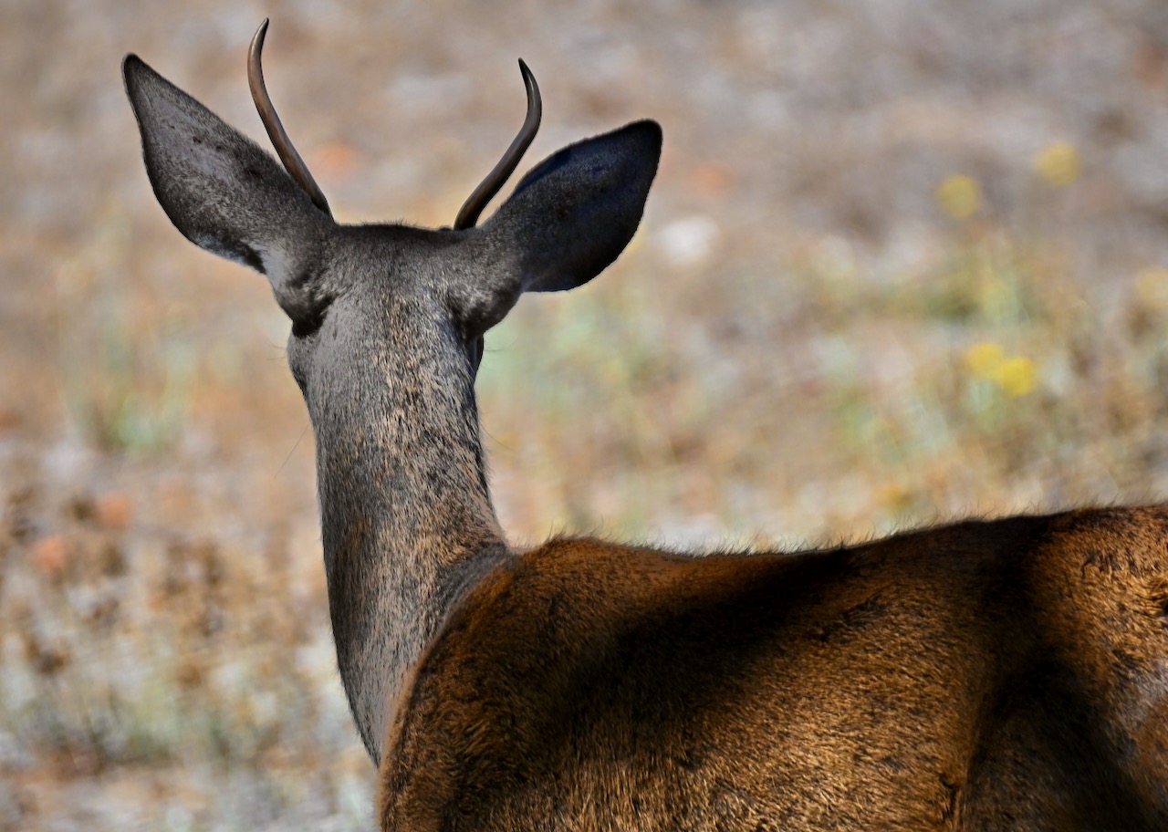 Curious Young Buck – Sonoma Mountain Ecology Notes