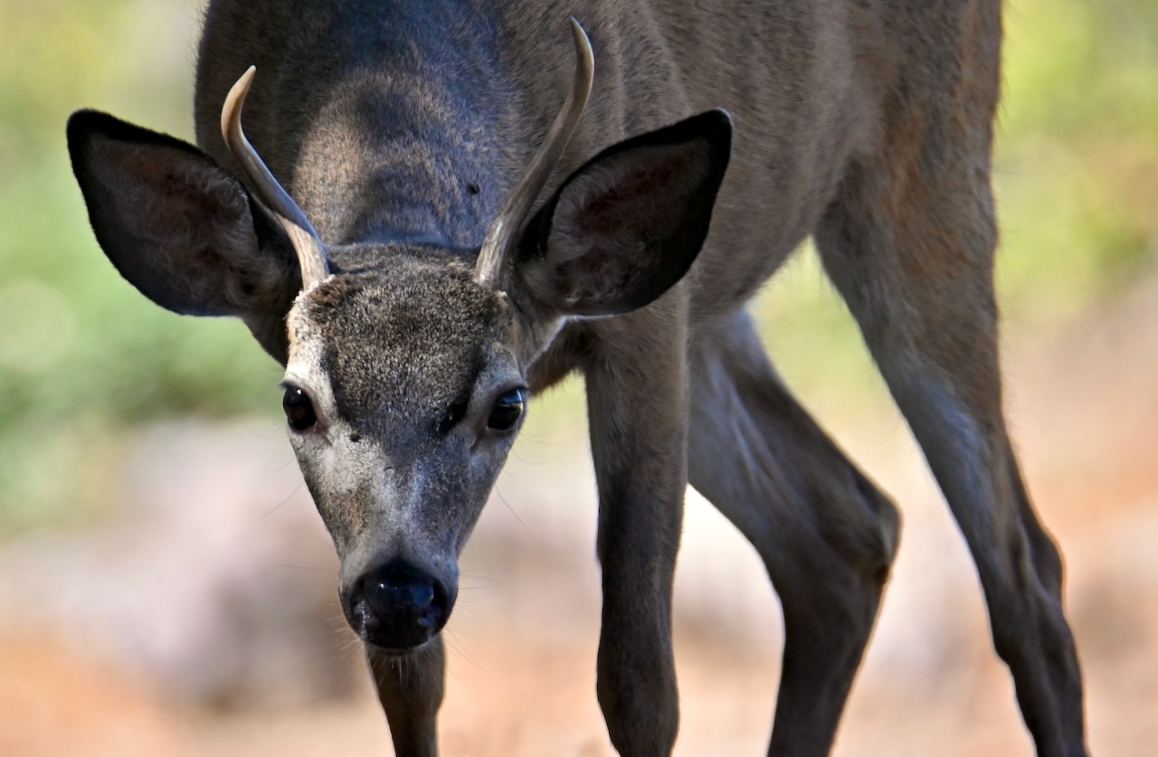 Curious Young Buck – Sonoma Mountain Ecology Notes