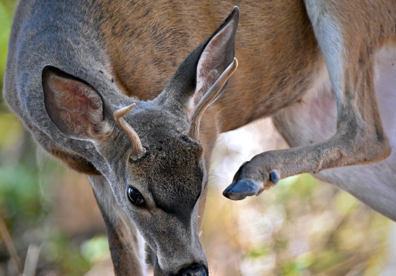 Curious Young Buck – Sonoma Mountain Ecology Notes