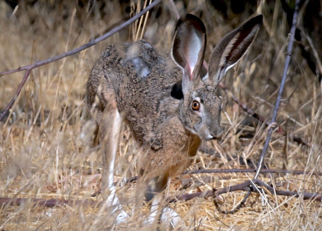 A Black-tailed Jackrabbit – Sonoma Mountain Ecology Notes