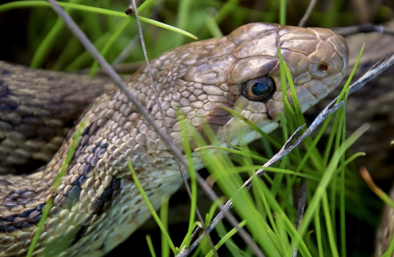 Gopher Snake – Sonoma Mountain Ecology Notes