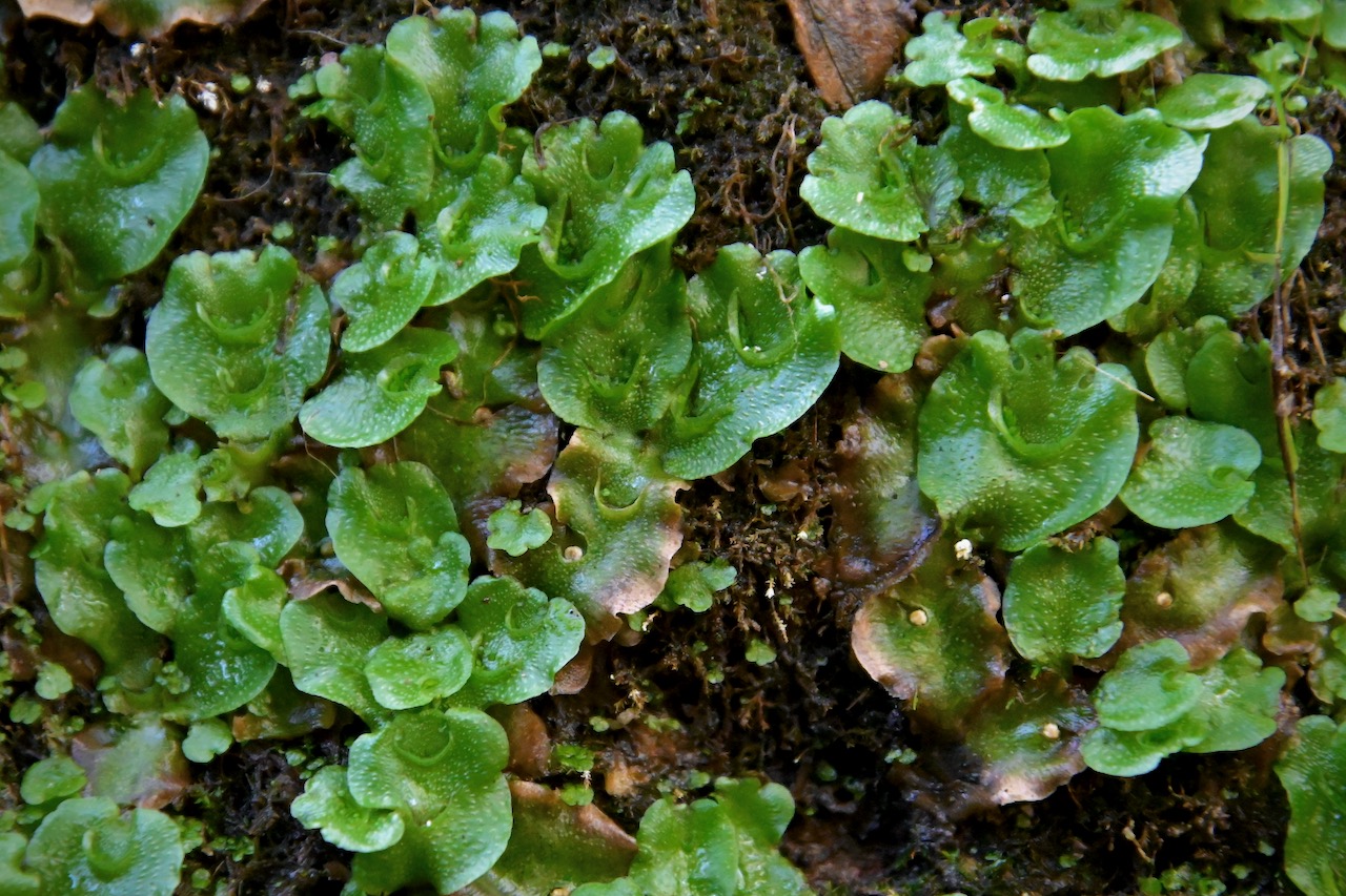 making more Liverworts – Sonoma Mountain Ecology Notes