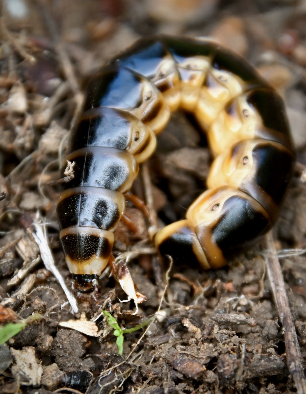 Female Glowworm Beetle – Sonoma Mountain Ecology Notes