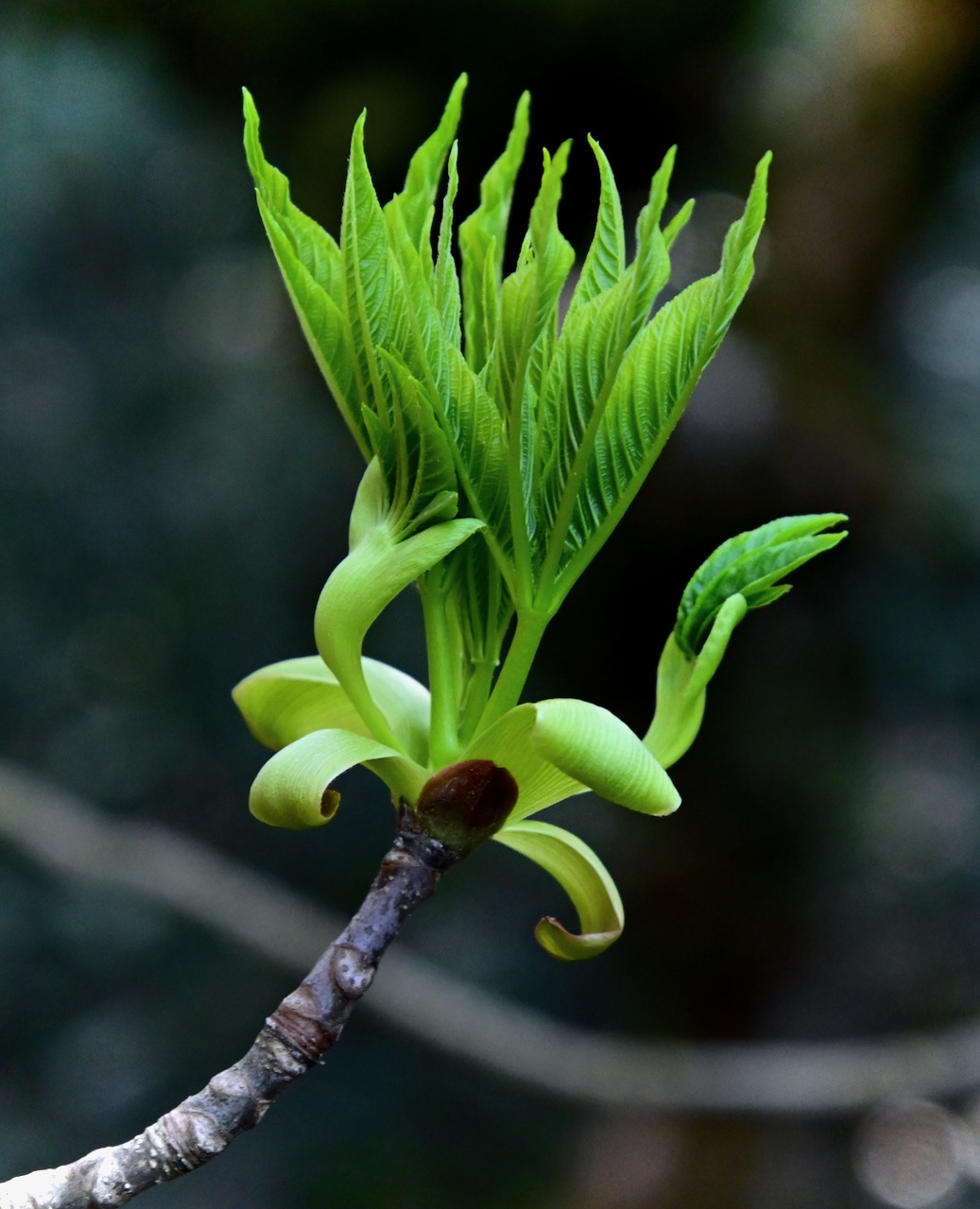 Buckeye Bud-break – Sonoma Mountain Ecology Notes