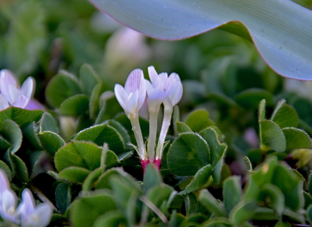 Subterranean Clover – Sonoma Mountain Ecology Notes