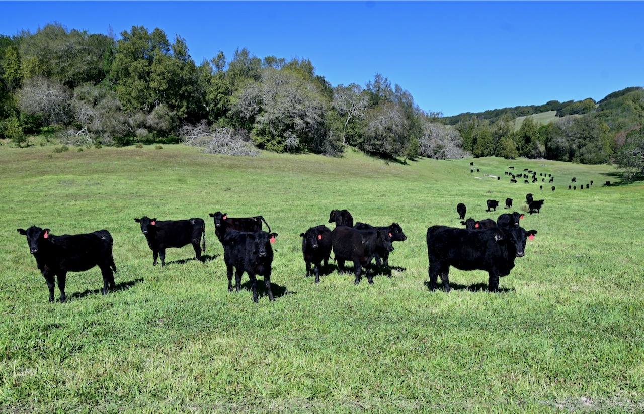 Ecological Grazing – Sonoma Mountain Ecology Notes