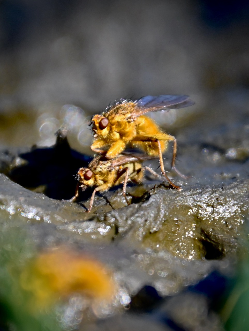 Golden Dung Fly – Sonoma Mountain Ecology Notes