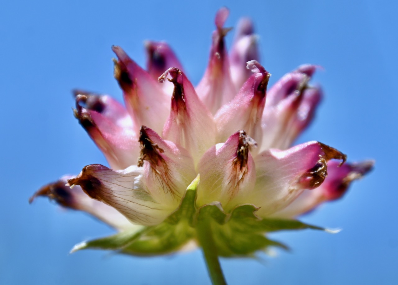 Bull Clover – Sonoma Mountain Ecology Notes
