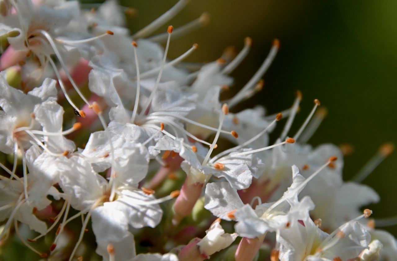 California Buckeye Flowers – Sonoma Mountain Ecology Notes