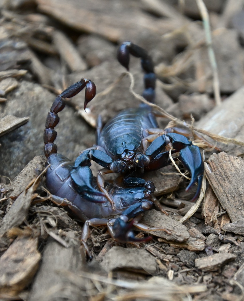 Western Forest Scorpions – Sonoma Mountain Ecology Notes