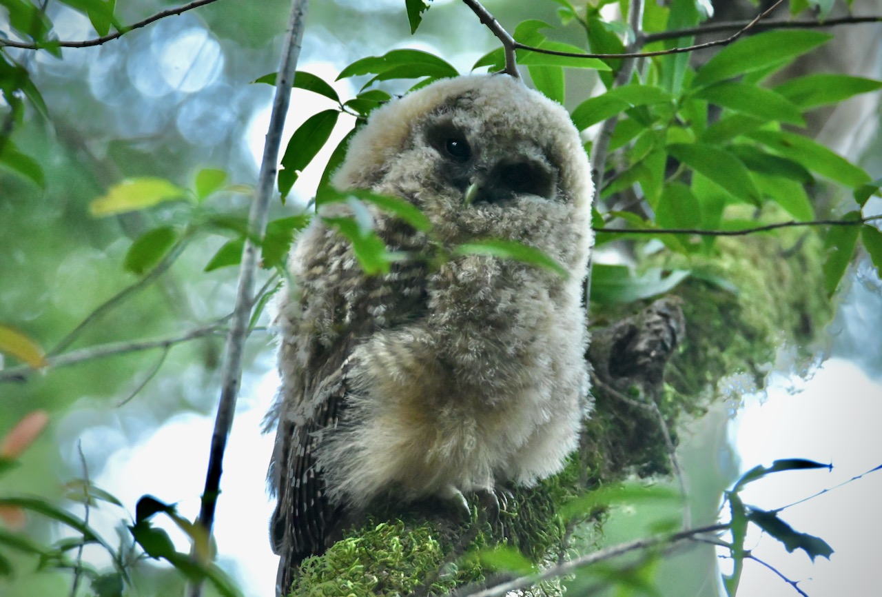 Spotted Owl Babies – Sonoma Mountain Ecology Notes
