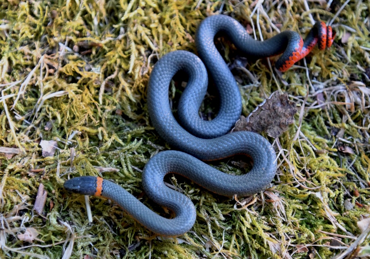 Northwestern Ring-necked Snake – Sonoma Mountain Ecology Notes