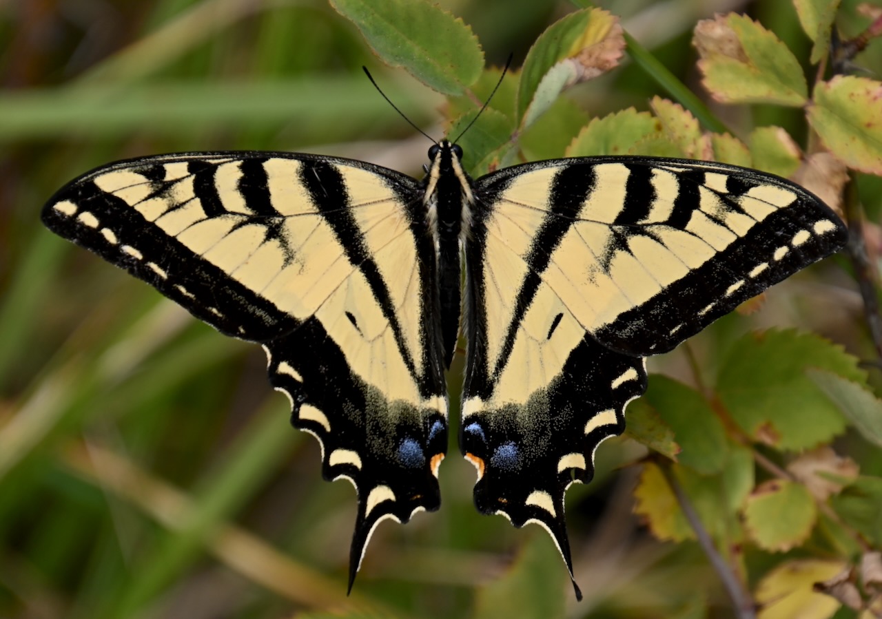Western Tiger Swallowtail – Sonoma Mountain Ecology Notes